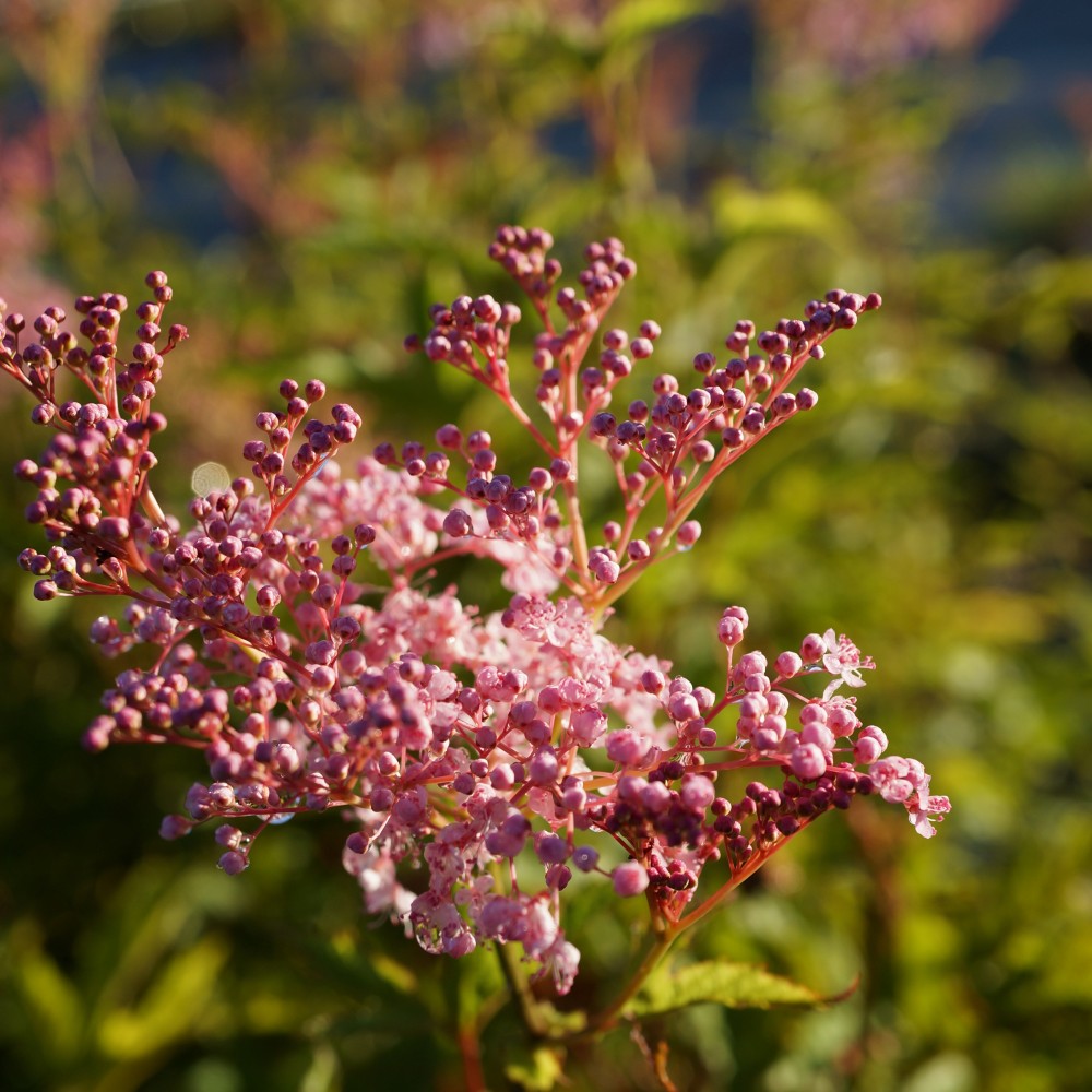 JDA Filipendula rubra 'Venusta'