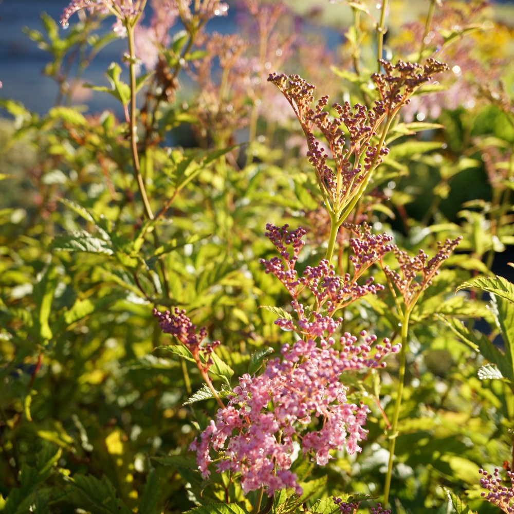 JDA Filipendula rubra 'Venusta'
