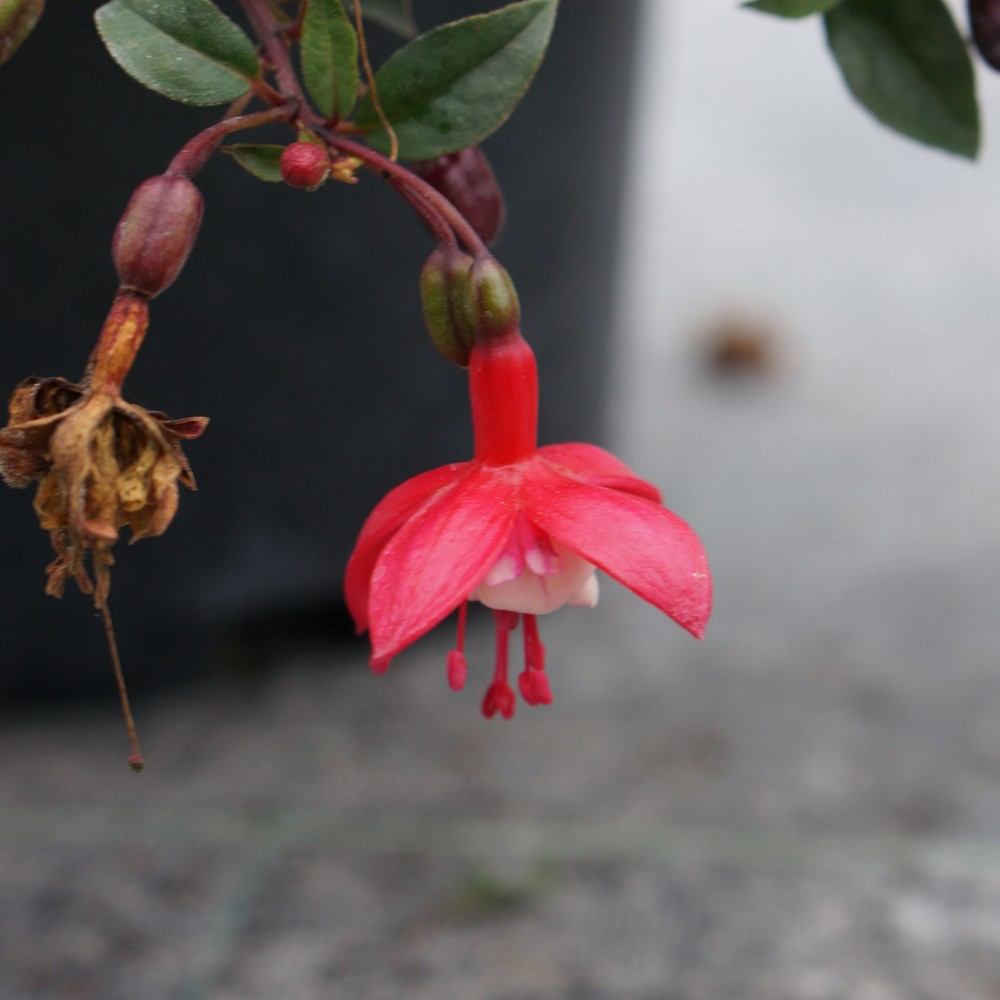 JDA Fuchsia 'Madame Cornelissen'