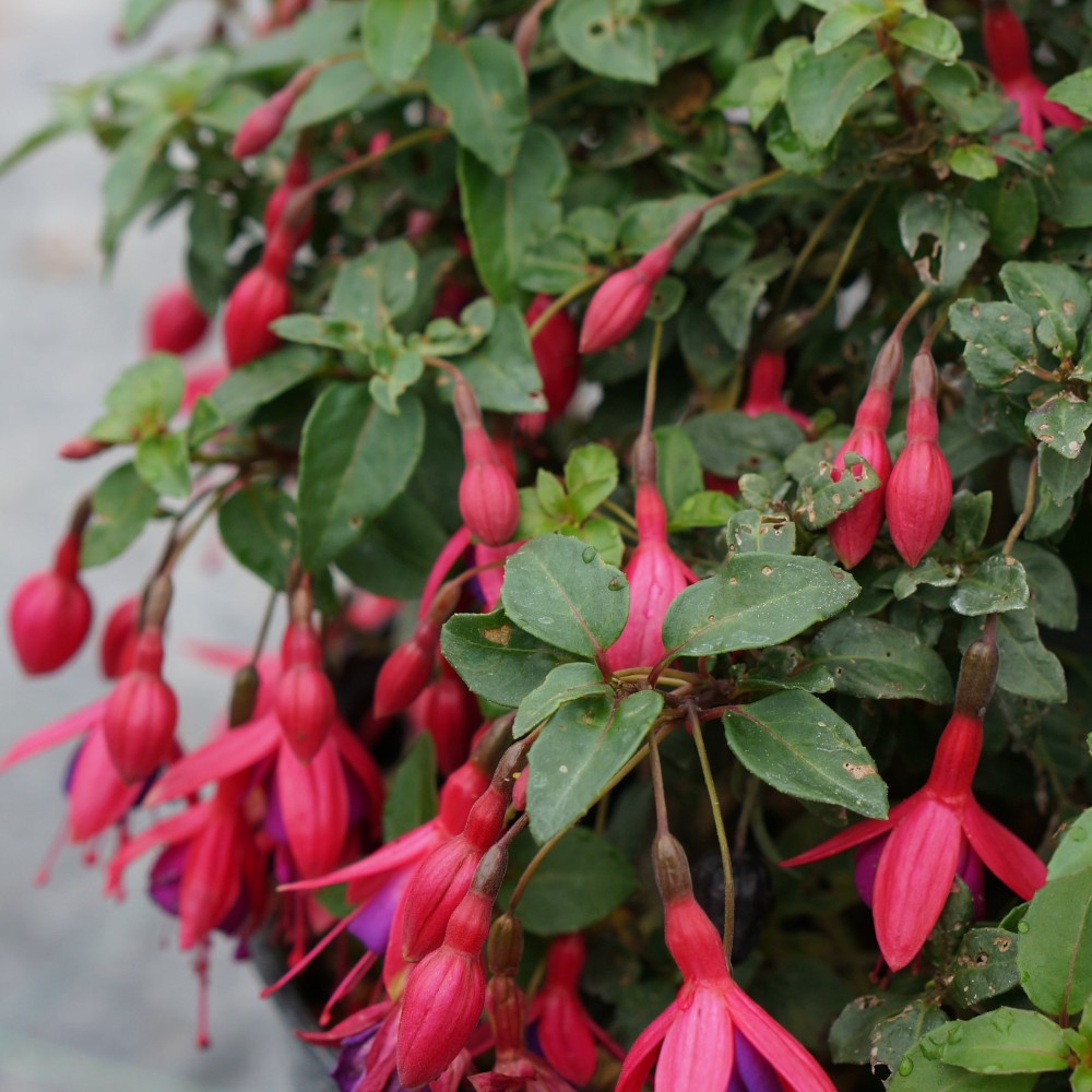 JDA Fuchsia 'Madame Cornelissen'