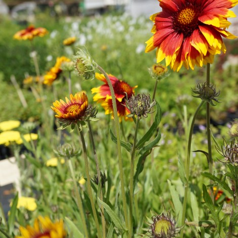 JDA Gaillardia grandiflora 'Royale'