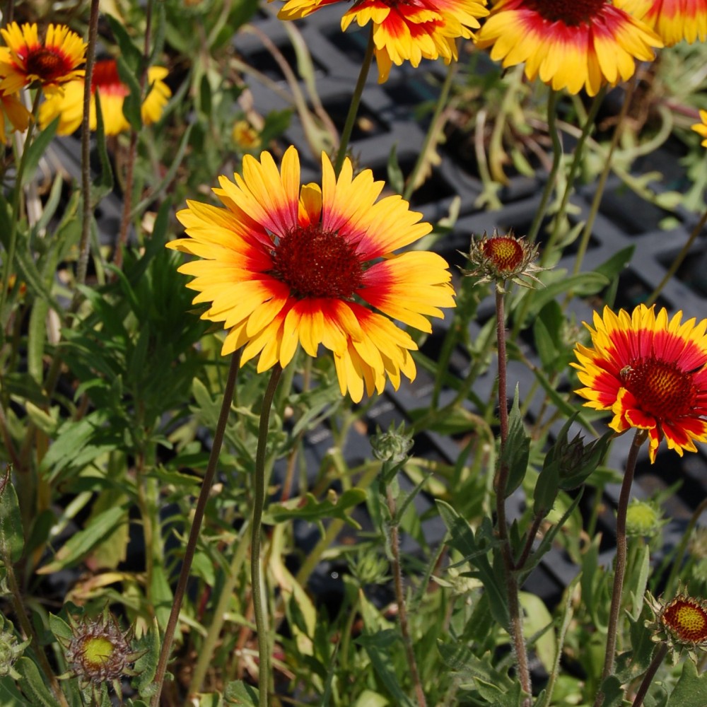 JDA Gaillardia grandiflora 'Royale'