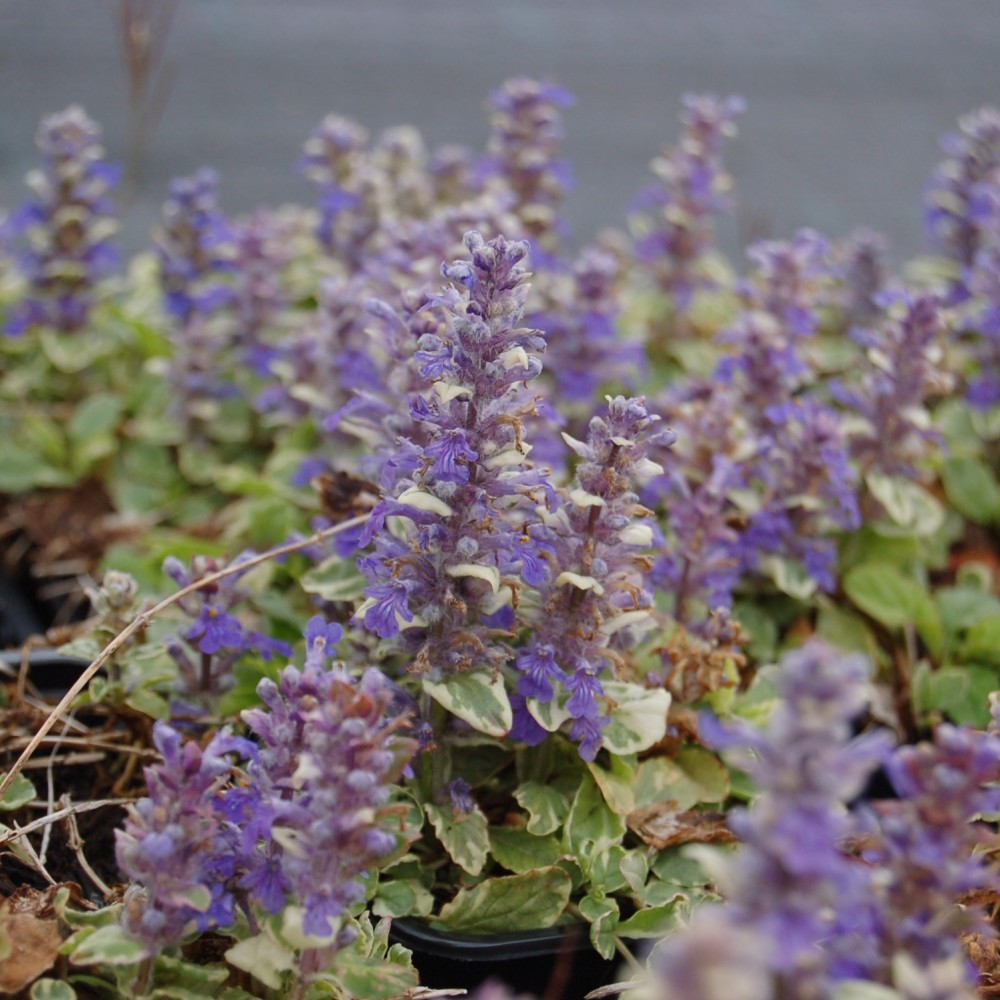 JDA Ajuga reptans 'Variegata'