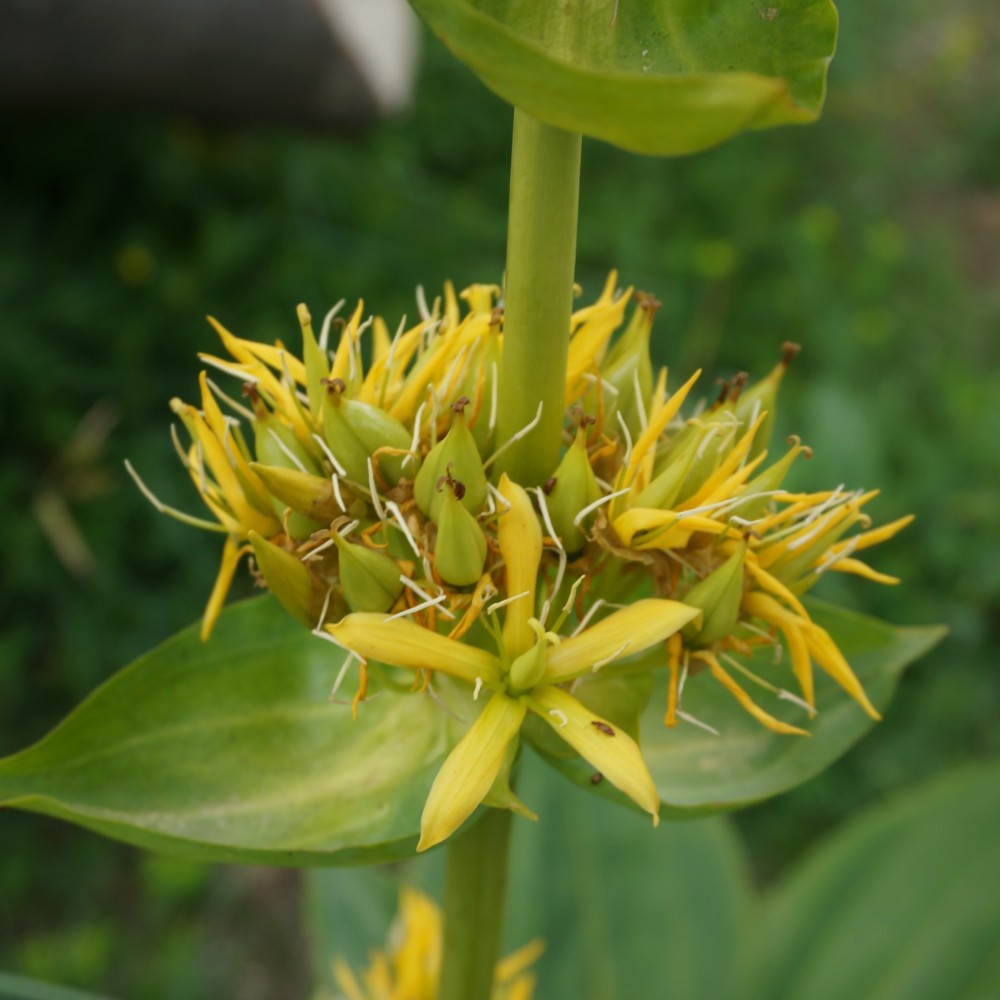 JDA Gentiana lutea