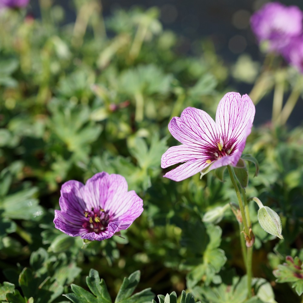 JDA Geranium cinereum 'Ballerina'