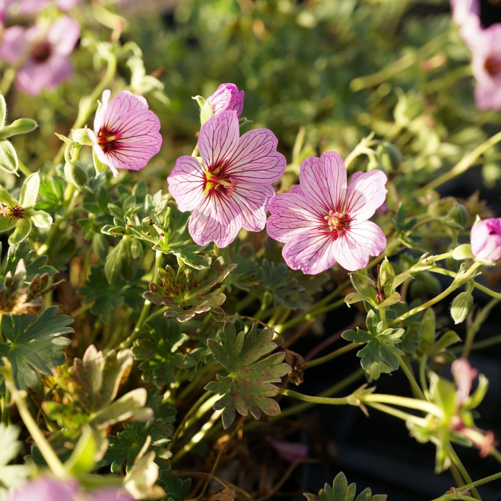 JDA Geranium cinereum 'Ballerina'