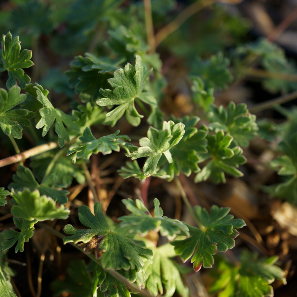 JDA Geranium cinereum 'Signal' (deep pink)