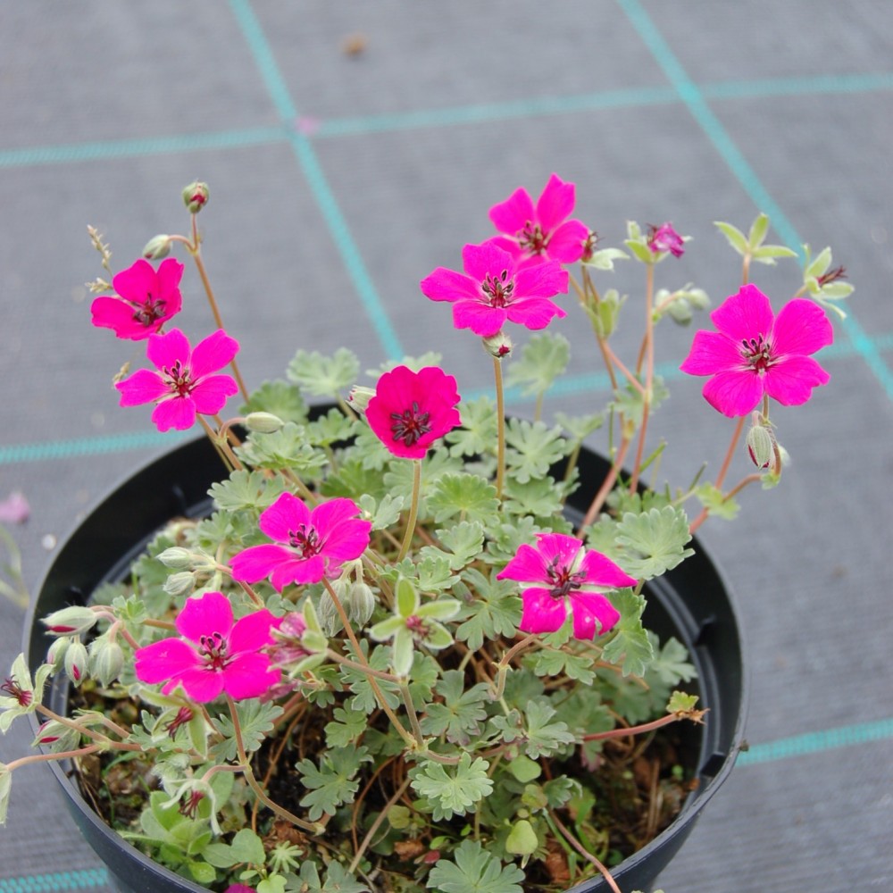 JDA Geranium cinereum 'Signal' (deep pink)