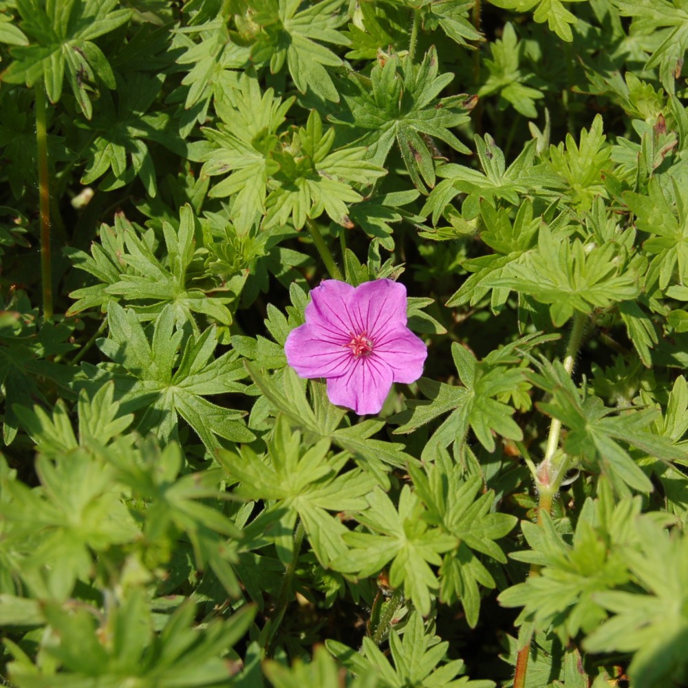 JDA Geranium 'Dilys'