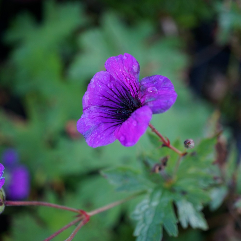 JDA Geranium 'Dragon Heart'