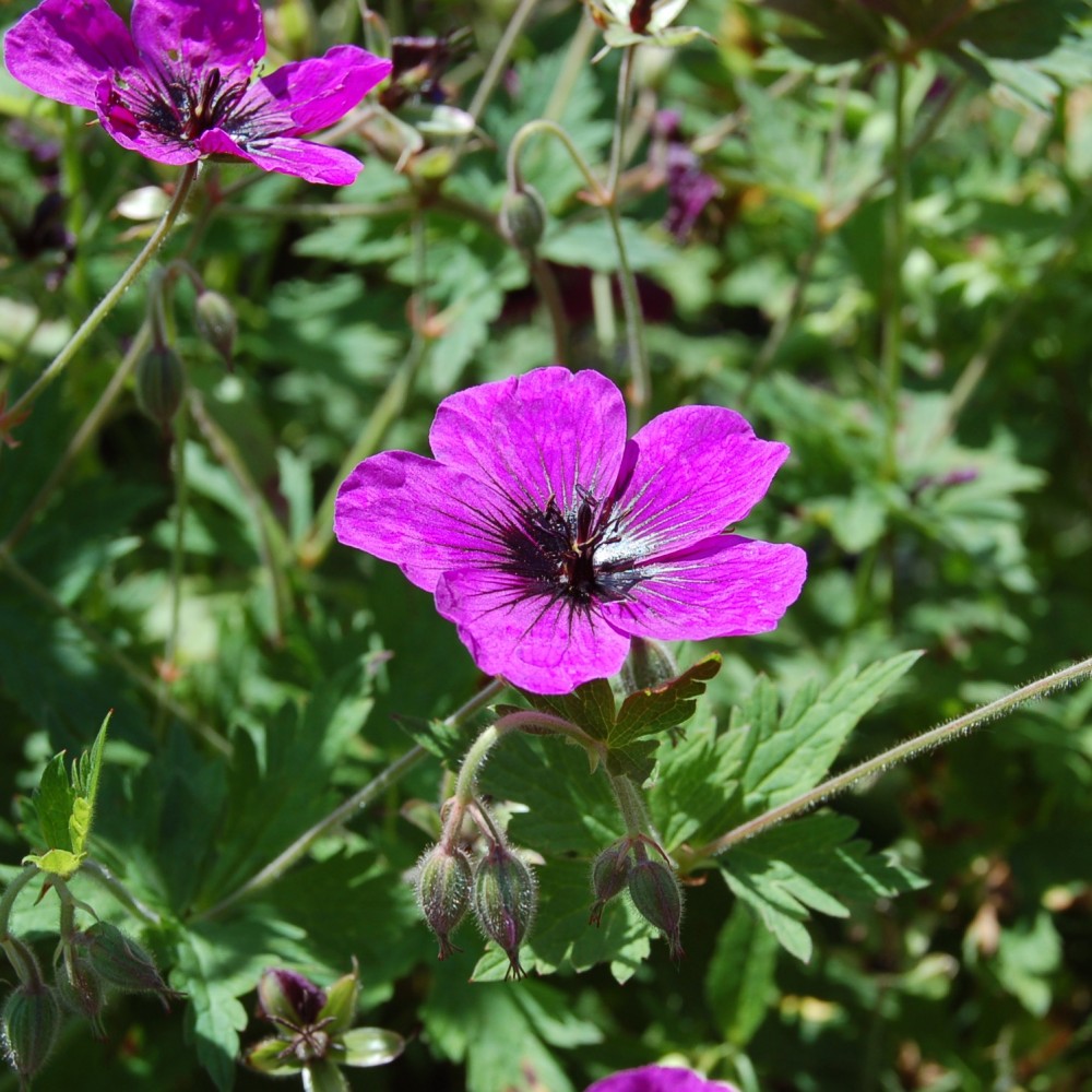 JDA Geranium 'Dragon Heart'