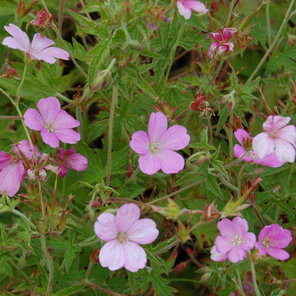 JDA Geranium endressii 'Wargrave Pink'