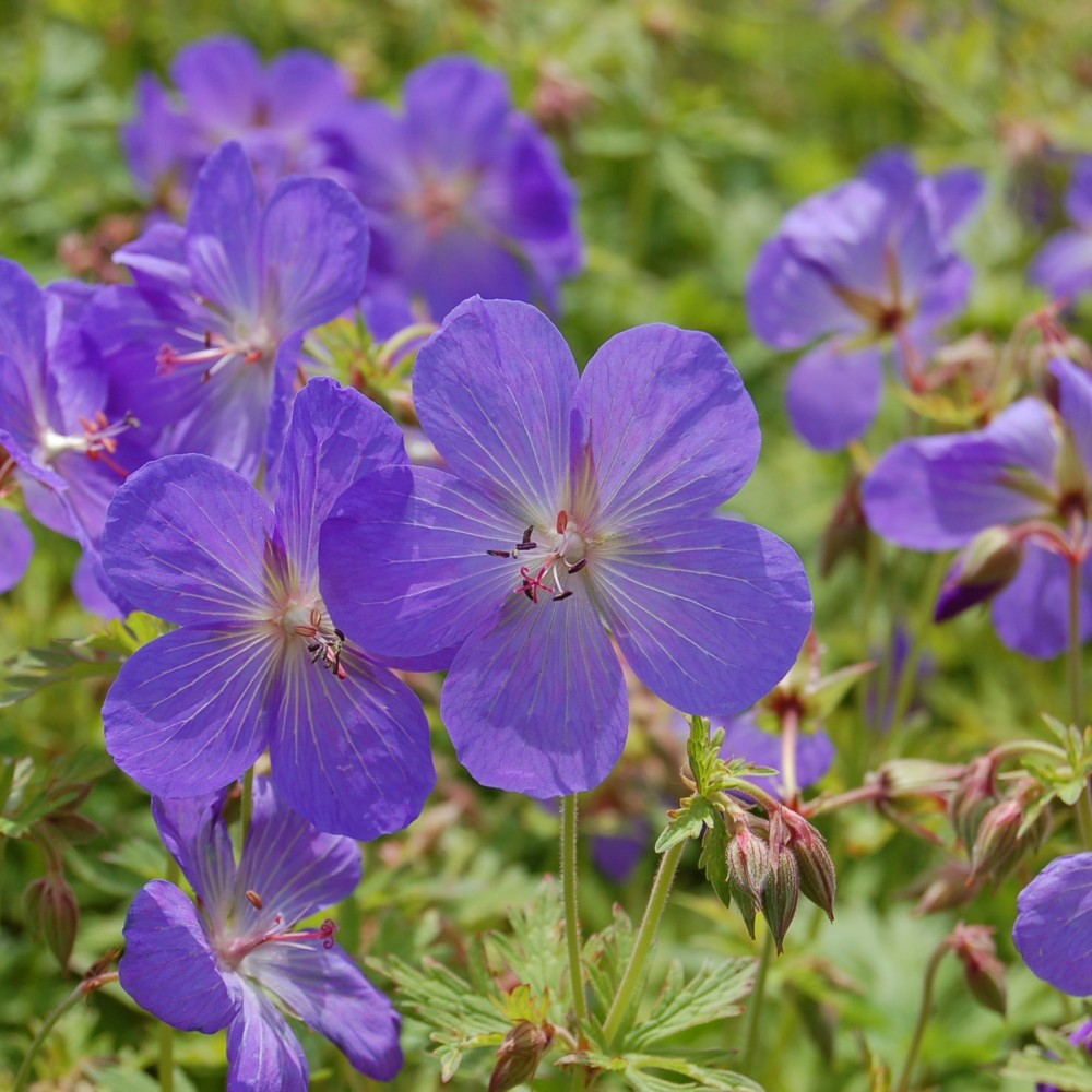 JDA Geranium 'Johnson's Blue'