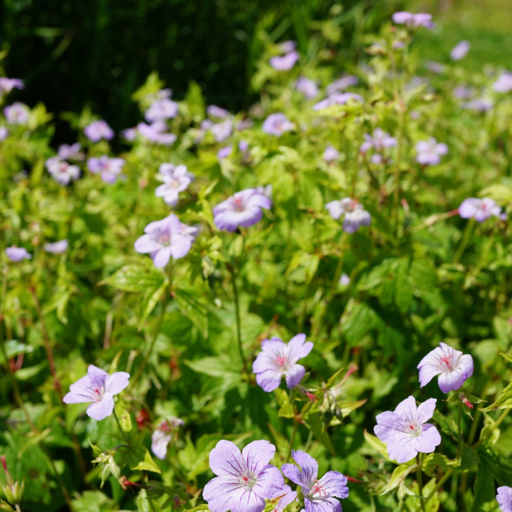 JDA Geranium nodosum