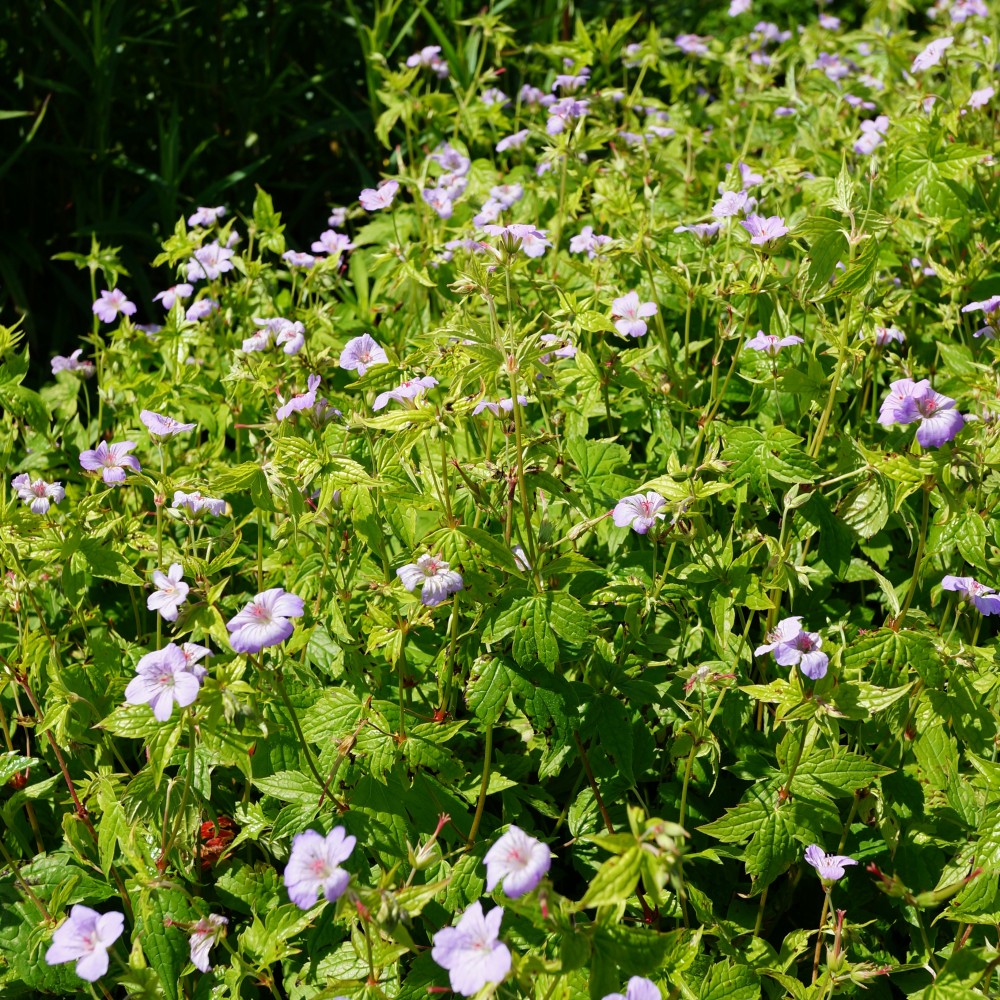 JDA Geranium nodosum