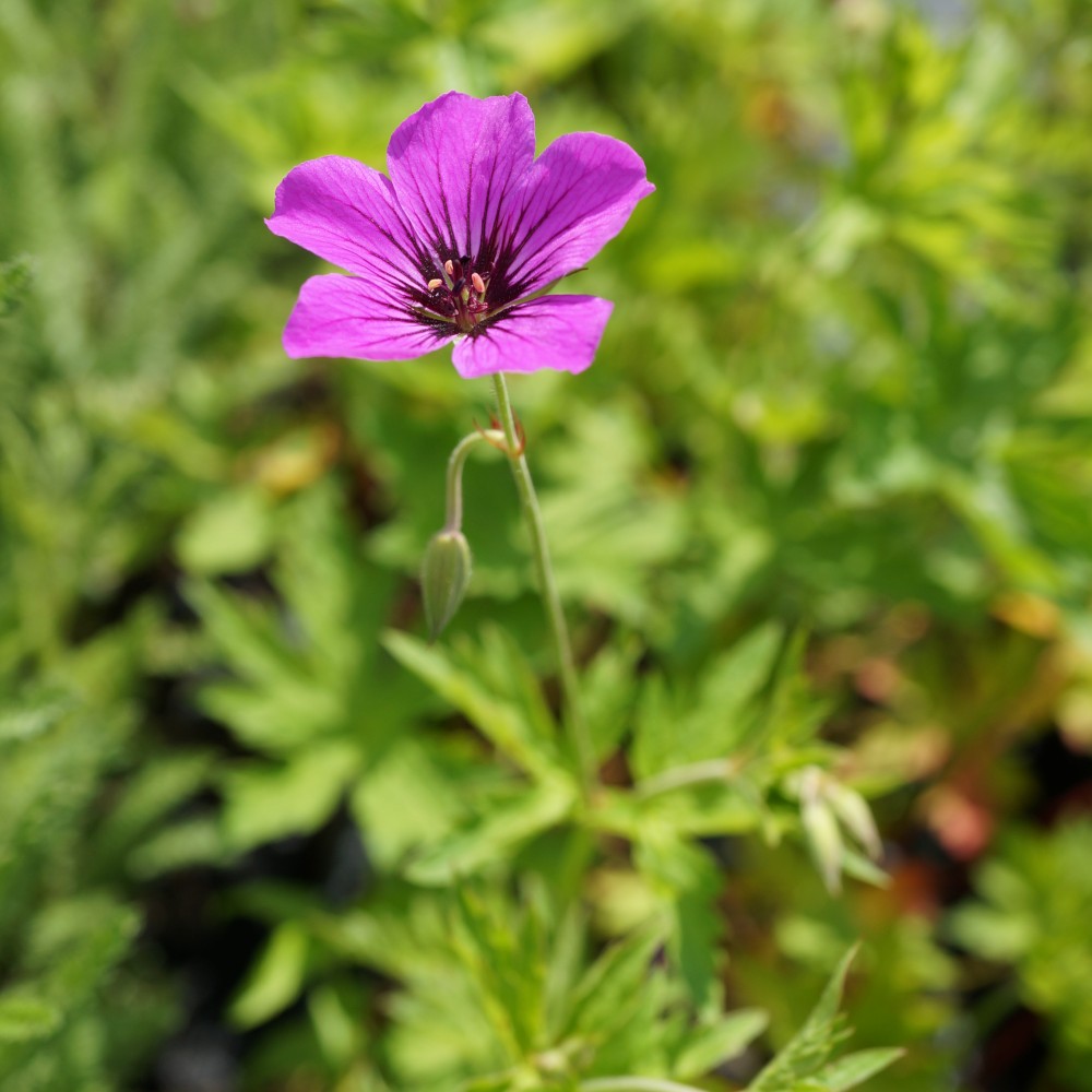 JDA Geranium 'Patricia'