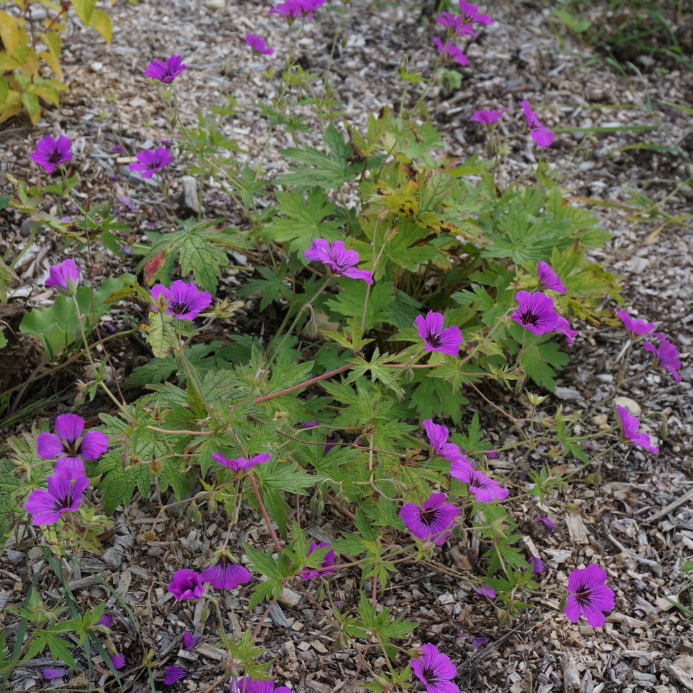 JDA Geranium 'Patricia'