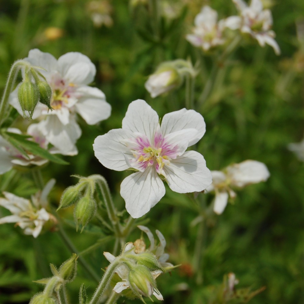 JDA Geranium pratense 'Album plenum'