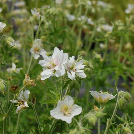 JDA Geranium pratense 'Album plenum'