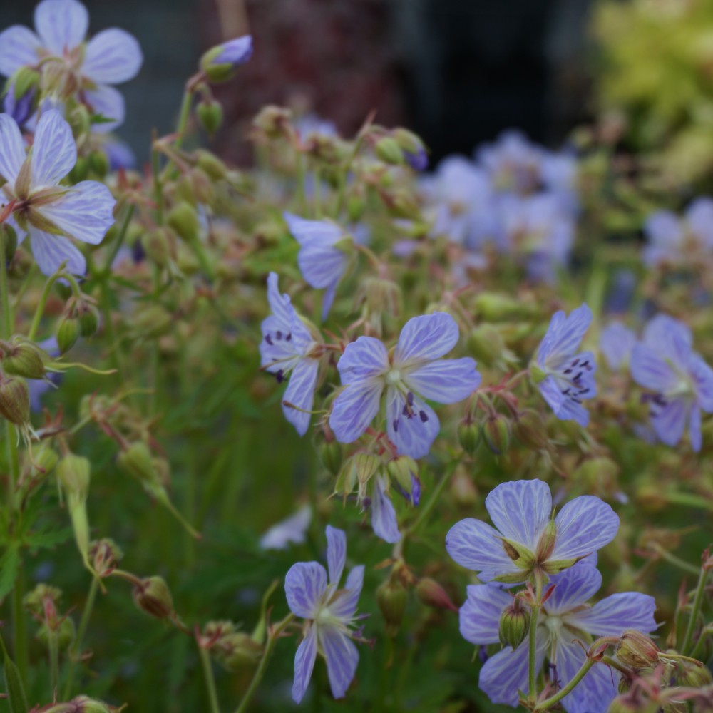 JDA Geranium pratense 'Mrs Kendall Clark'