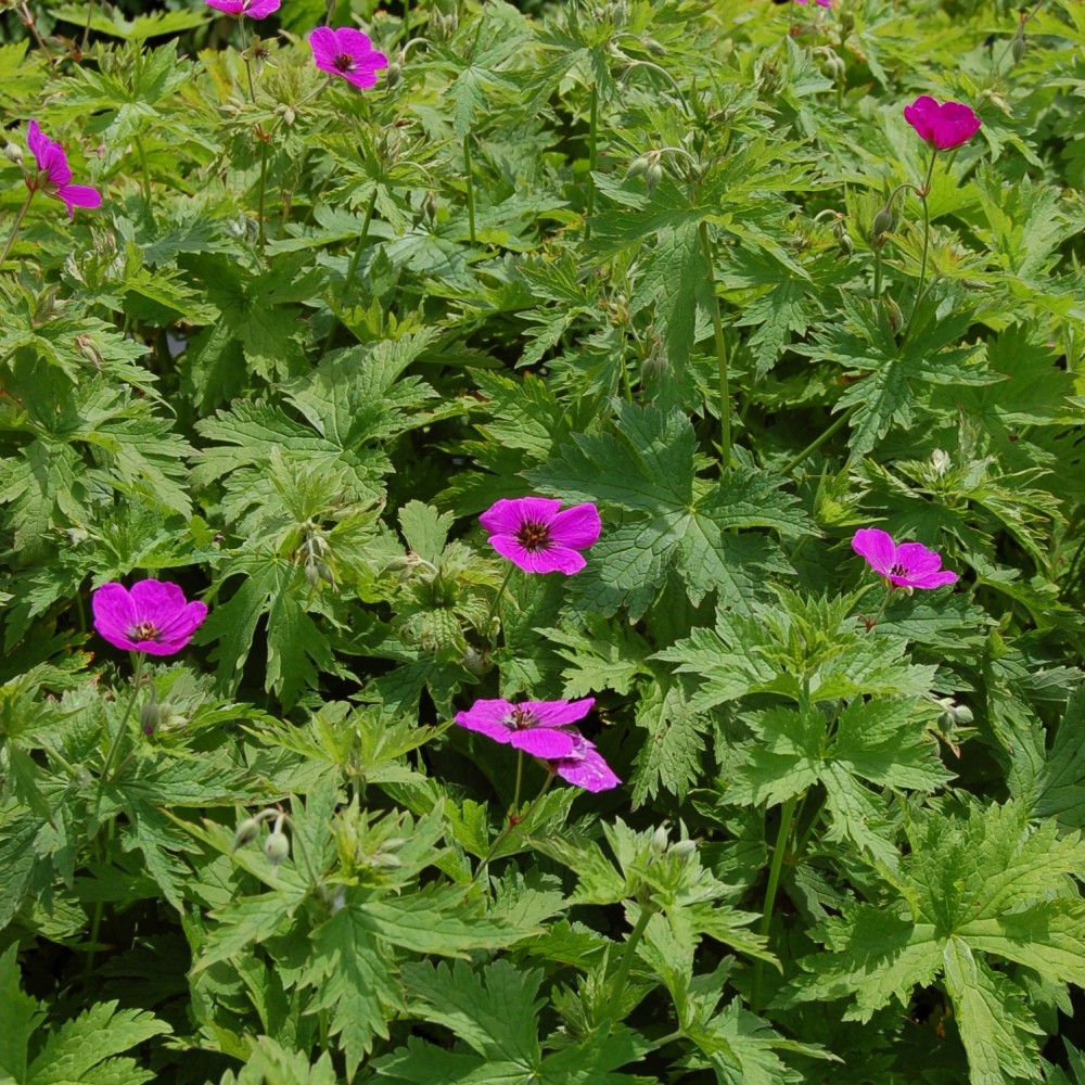 JDA Geranium psilostemon