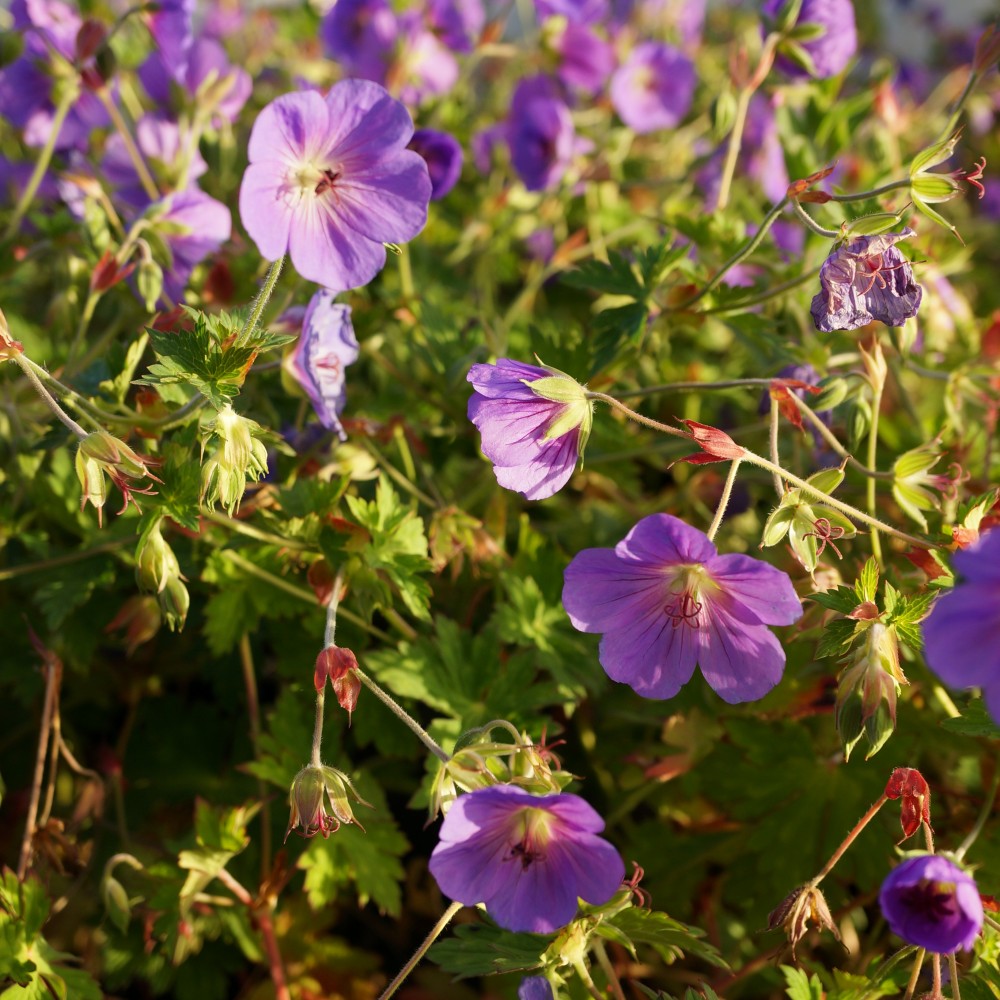 JDA Geranium 'Rozanne'