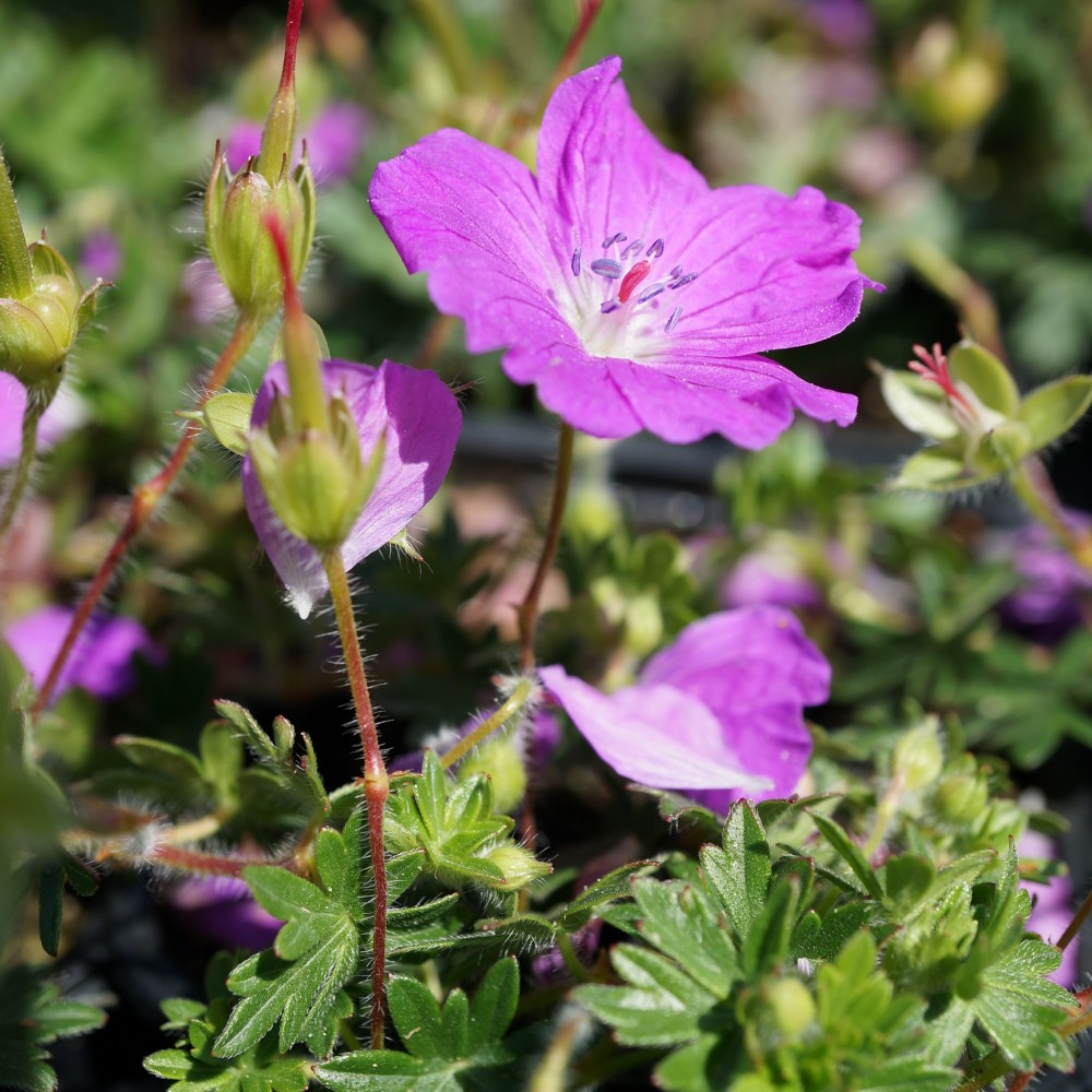 JDA Geranium sanguineum 'Max Frei'