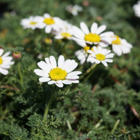 JDA Anacyclus pyrethrum depressus