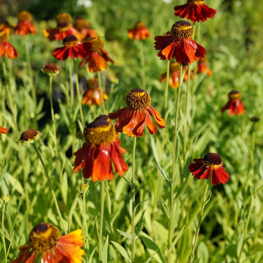 JDA Helenium 'Moerheim Beauty'