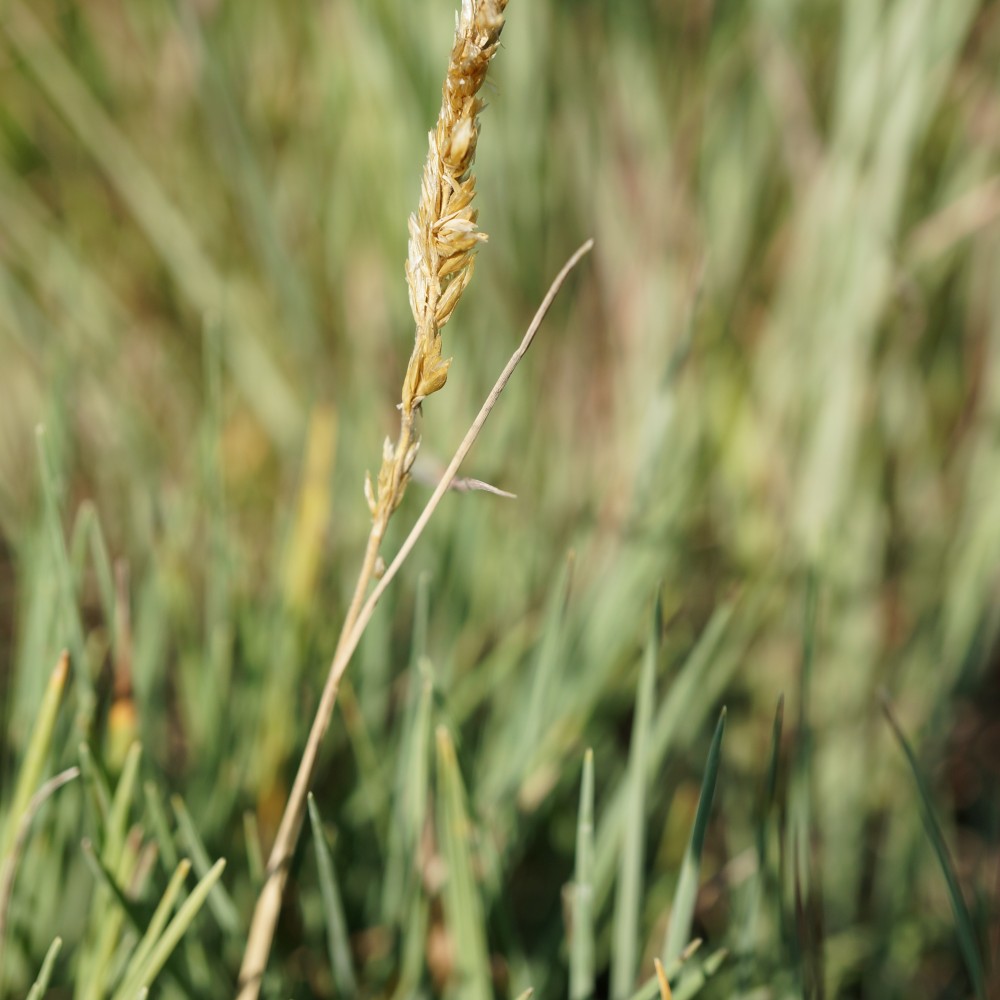 JDA Andropogon scoparius 'Prairie Blues'