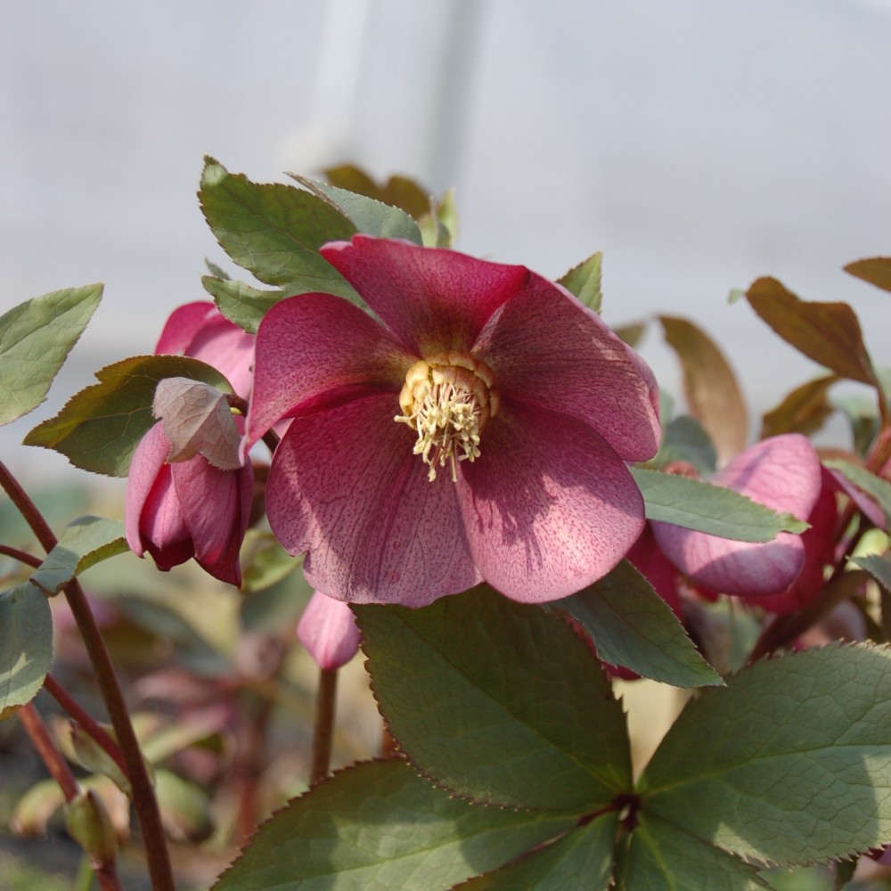 JDA Helleborus orientalis 'Red Hybrids'