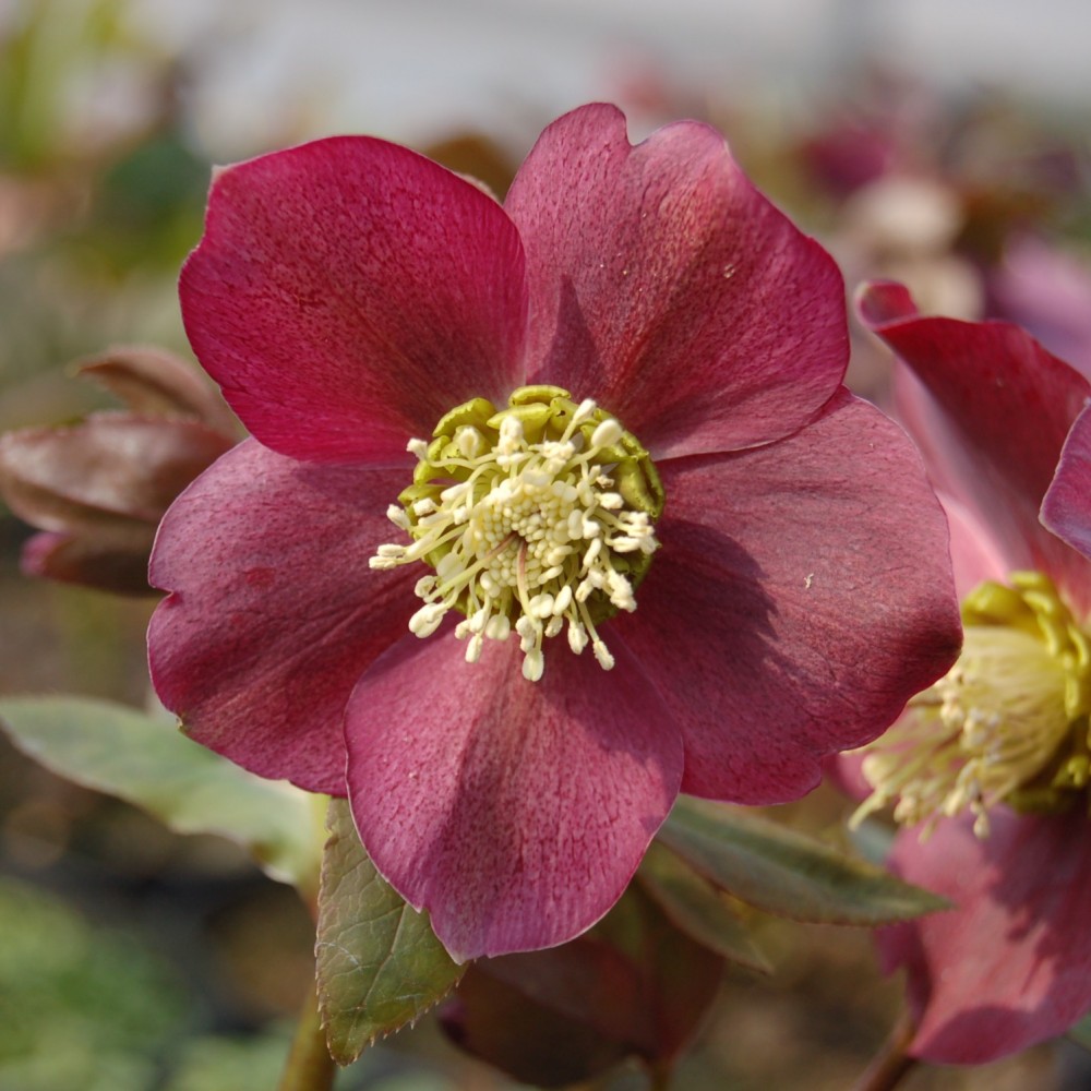 JDA Helleborus orientalis 'Red Hybrids'