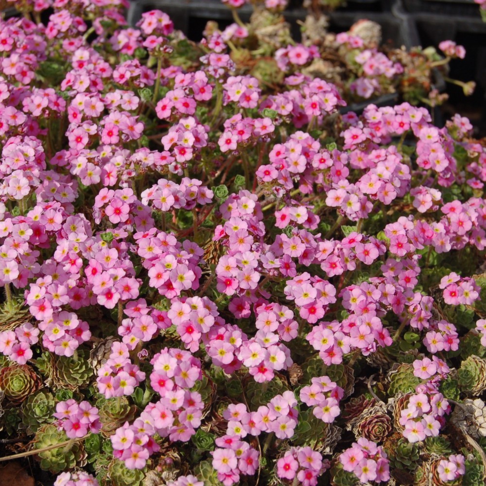 JDA Androsace sempervivoïdes