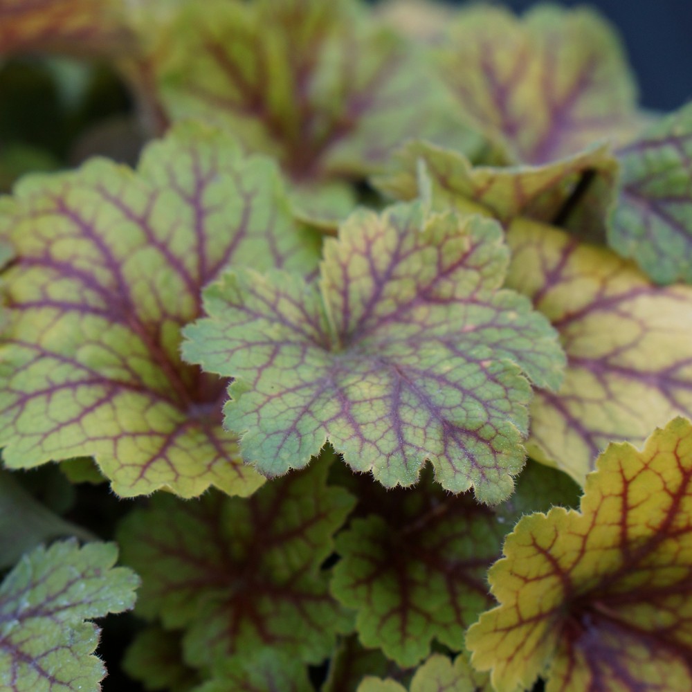 JDA Heuchera 'Electra'