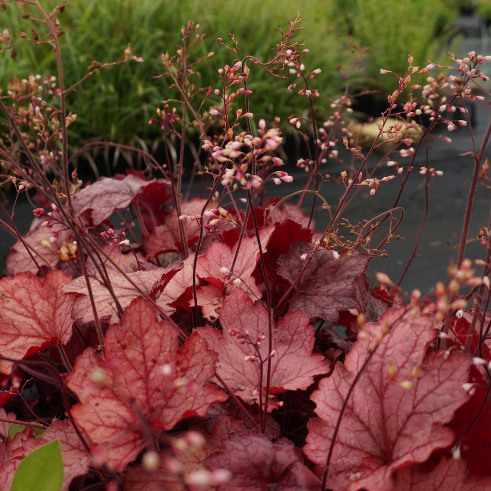 JDA Heuchera 'Georgia Peach'