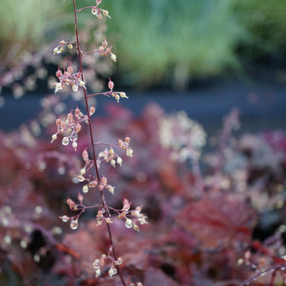 Heuchera Micrantha