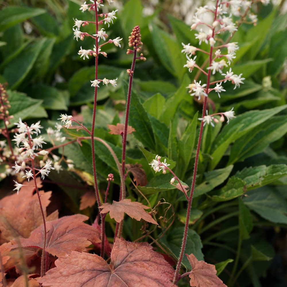 JDA Heucherella 'Sweet tea'