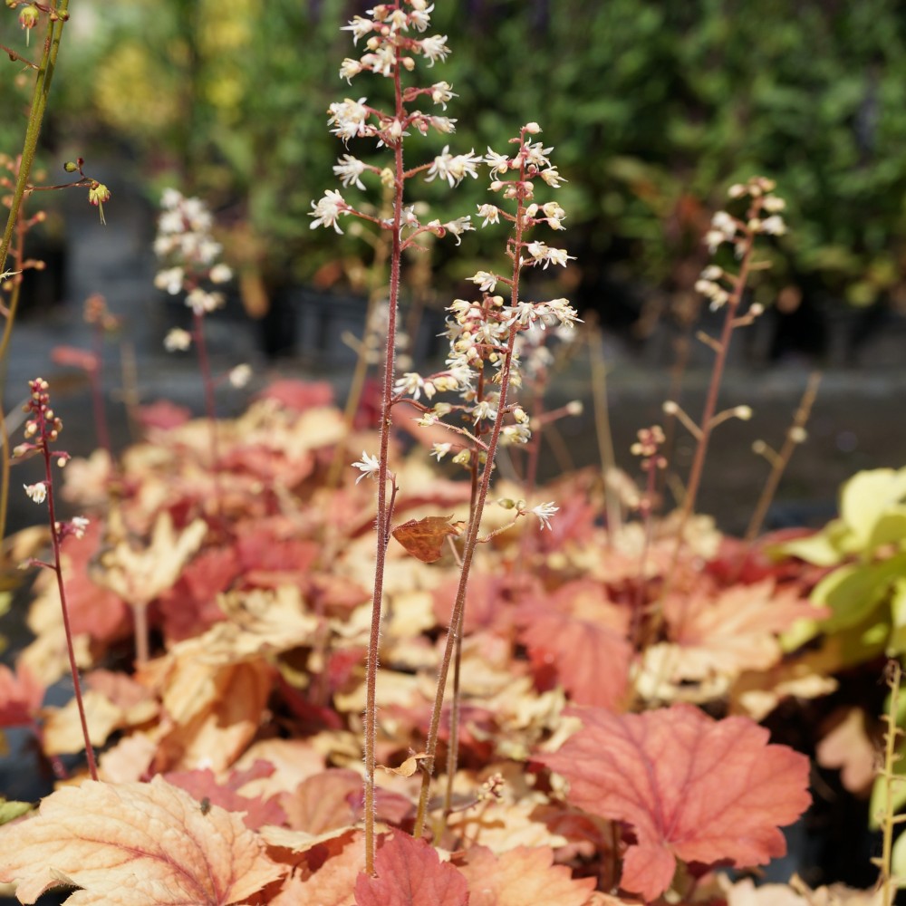 JDA Heucherella 'Sweet tea'