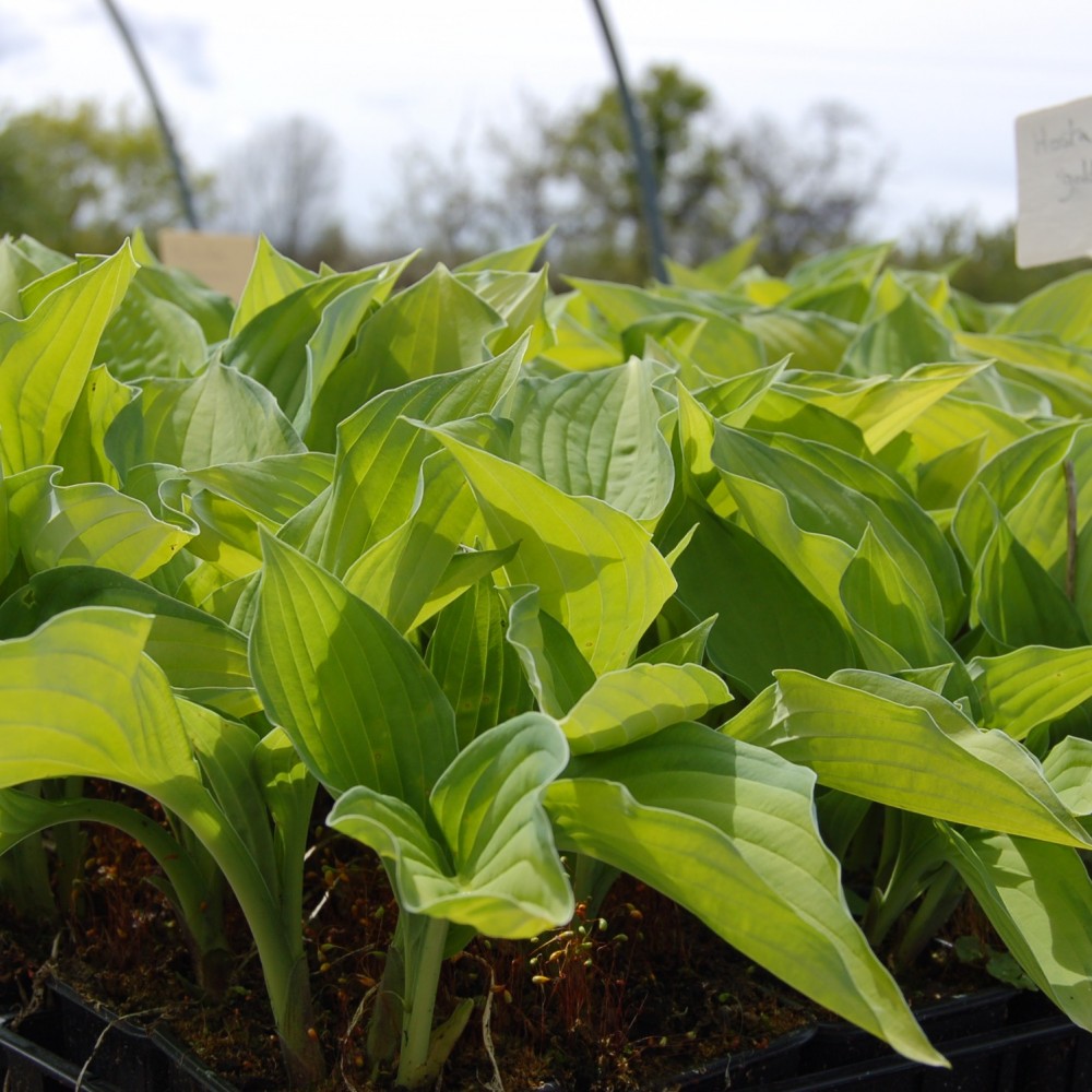 JDA Hosta 'Gold Standard'