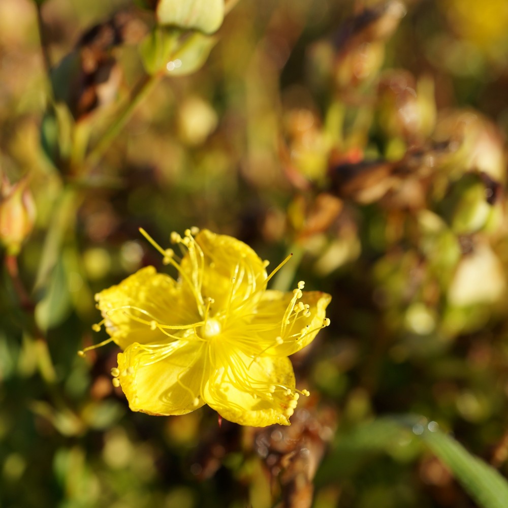 JDA Hypericum polyphyllum 'Grandiflorum'