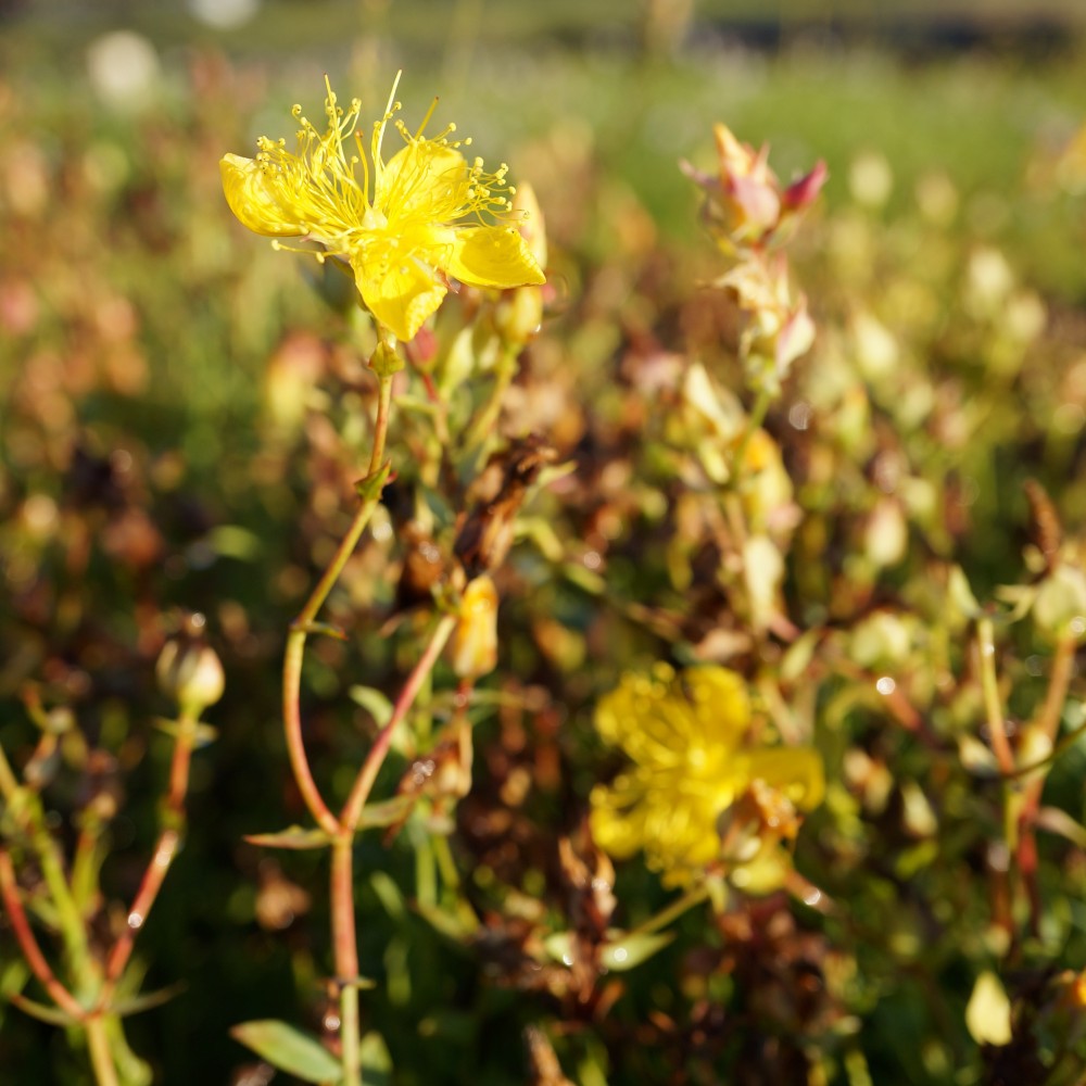 JDA Hypericum polyphyllum 'Grandiflorum'