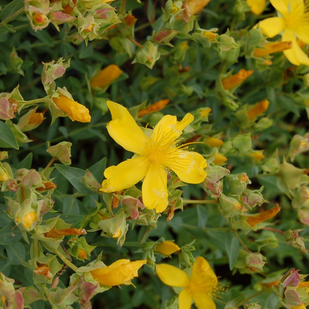 JDA Hypericum polyphyllum 'Grandiflorum'
