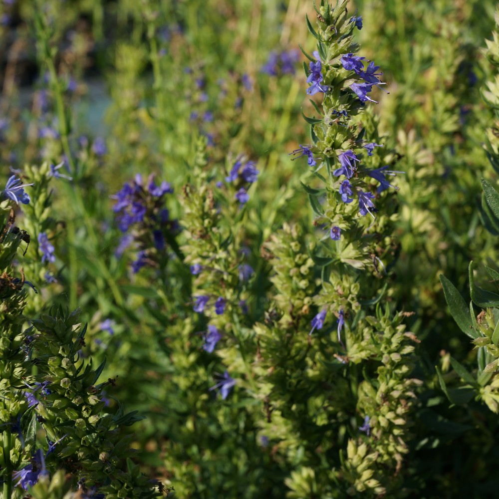 JDA Hyssopus officinalis