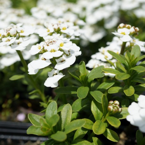 JDA Iberis sempervirens 'Snowflake'