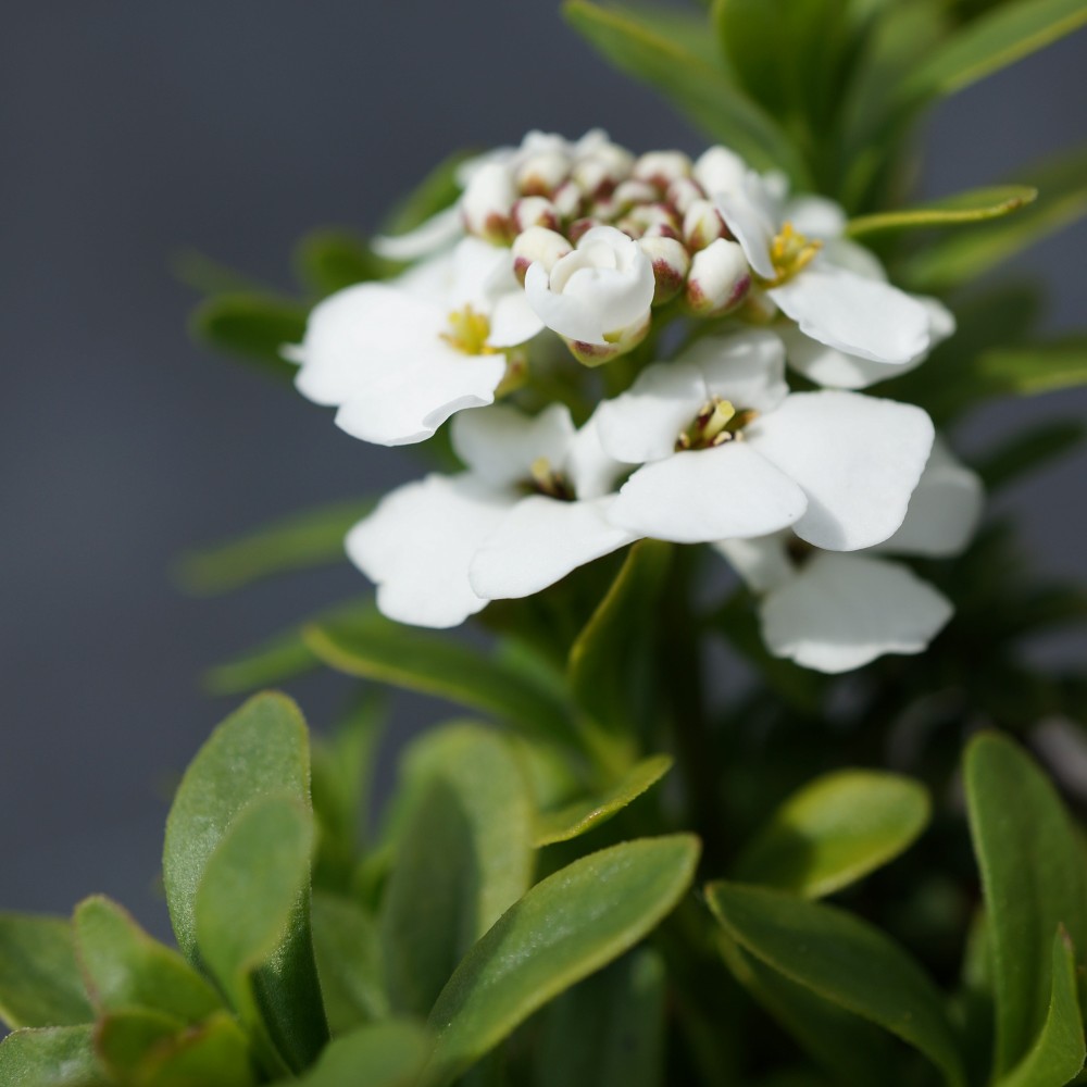 JDA Iberis sempervirens 'Snowflake'