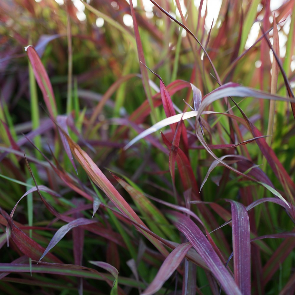 JDA Imperata cylindrica 'Red Baron'