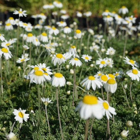 JDA Anthemis carpatica 'Karpatenschnee'