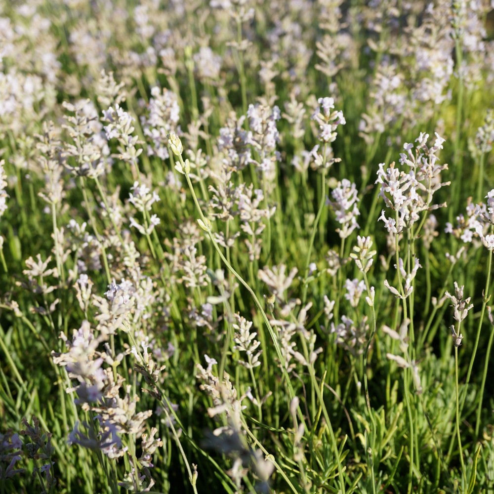 JDA Lavandula angustifolia 'Rosea'