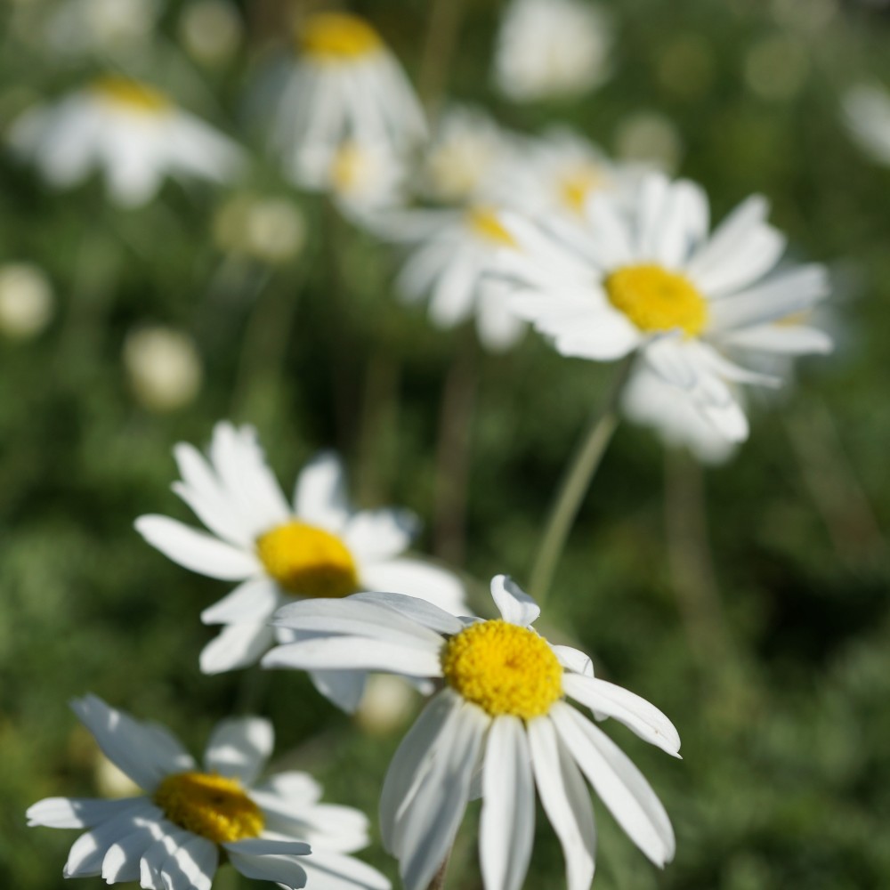 JDA Anthemis carpatica 'Karpatenschnee'