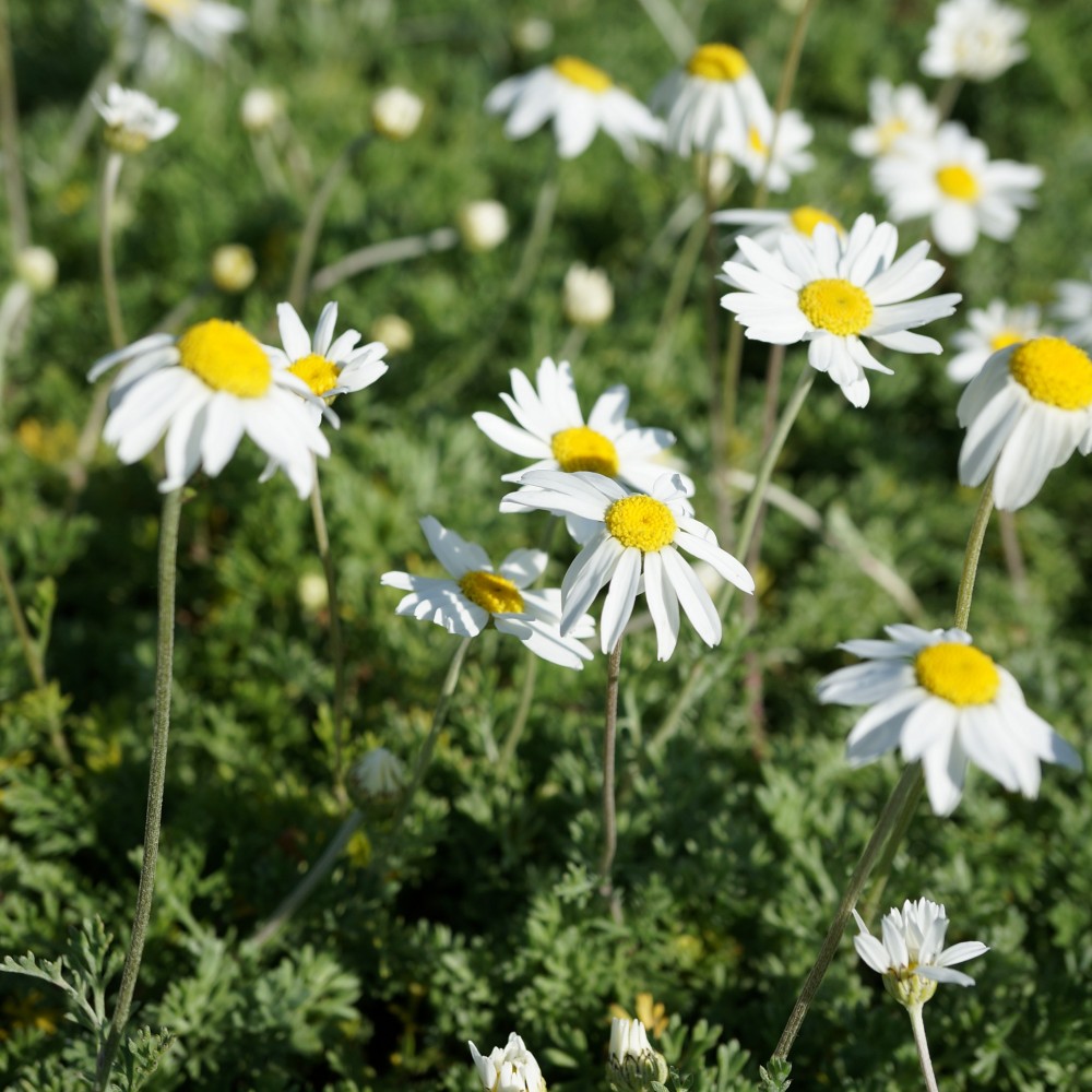 JDA Anthemis carpatica 'Karpatenschnee'